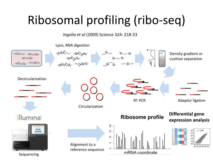 PPT - From Big Data to Relevant data: Ribo-seq and its applications PowerPoint Presentation - ID ...
