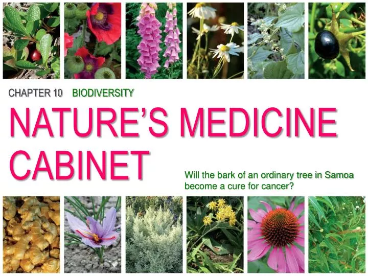 PPT - CHAPTER 10 BIODIVERSITY NATURE’S MEDICINE CABINET PowerPoint ...