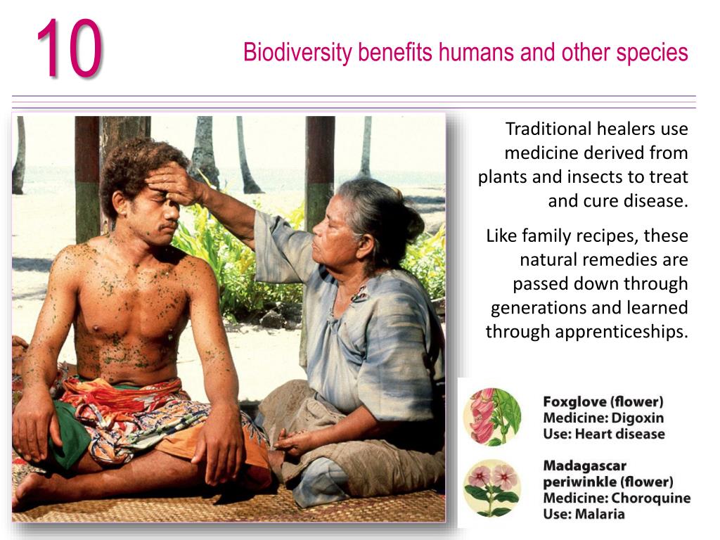 PPT - CHAPTER 10 BIODIVERSITY NATURE’S MEDICINE CABINET PowerPoint ...