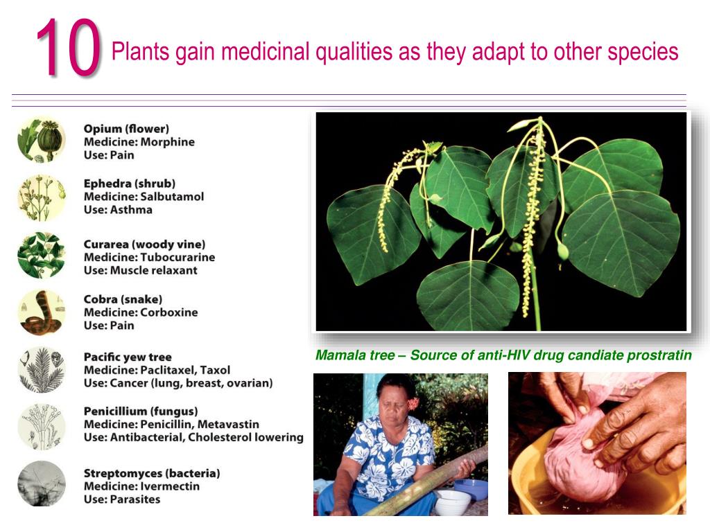 PPT - CHAPTER 10 BIODIVERSITY NATURE’S MEDICINE CABINET PowerPoint ...