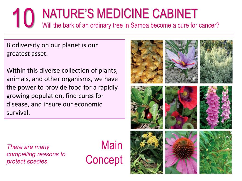 PPT - CHAPTER 10 BIODIVERSITY NATURE’S MEDICINE CABINET PowerPoint ...