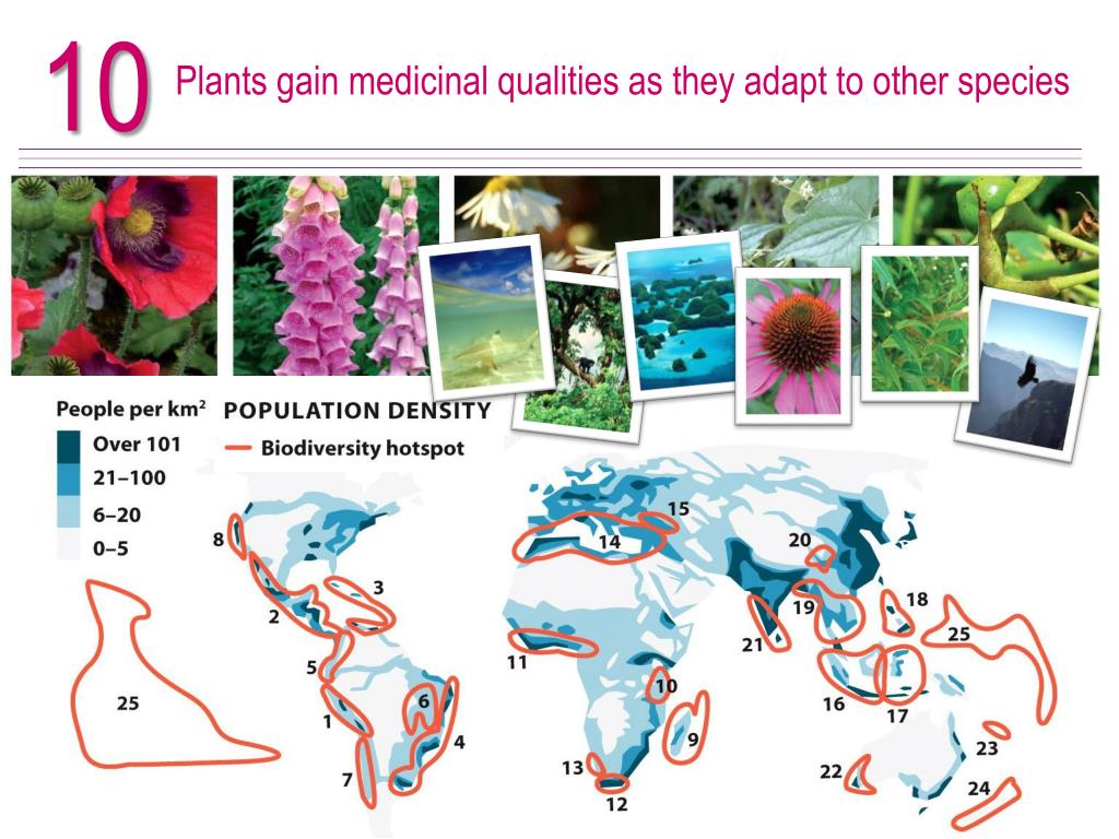PPT - CHAPTER 10 BIODIVERSITY NATURE’S MEDICINE CABINET PowerPoint ...