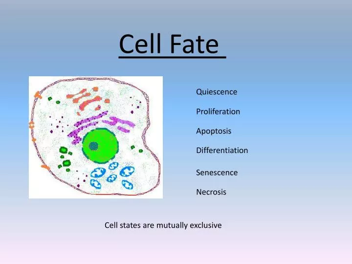 PPT - Cell Fate PowerPoint Presentation, free download - ID:2046642