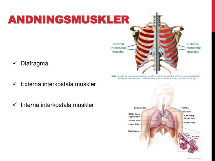 PPT - Respirationssystemet PowerPoint Presentation - ID:2046891