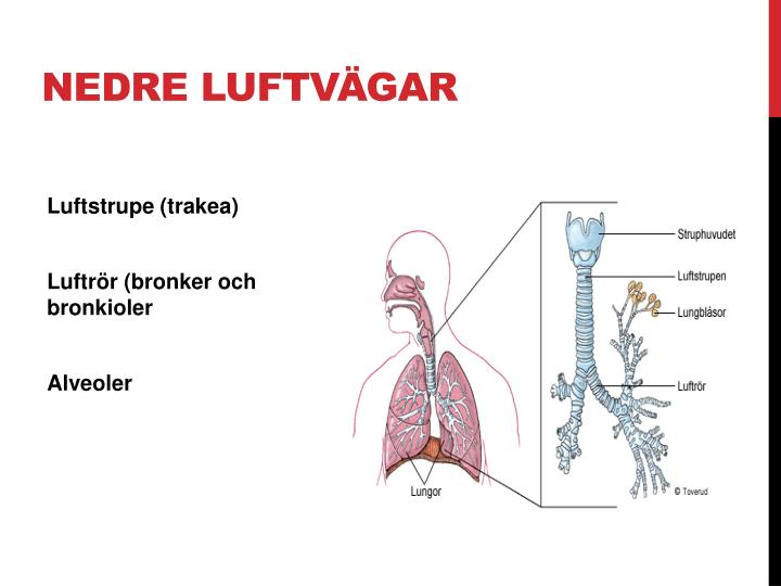 PPT - Respirationssystemet PowerPoint Presentation - ID:2046891