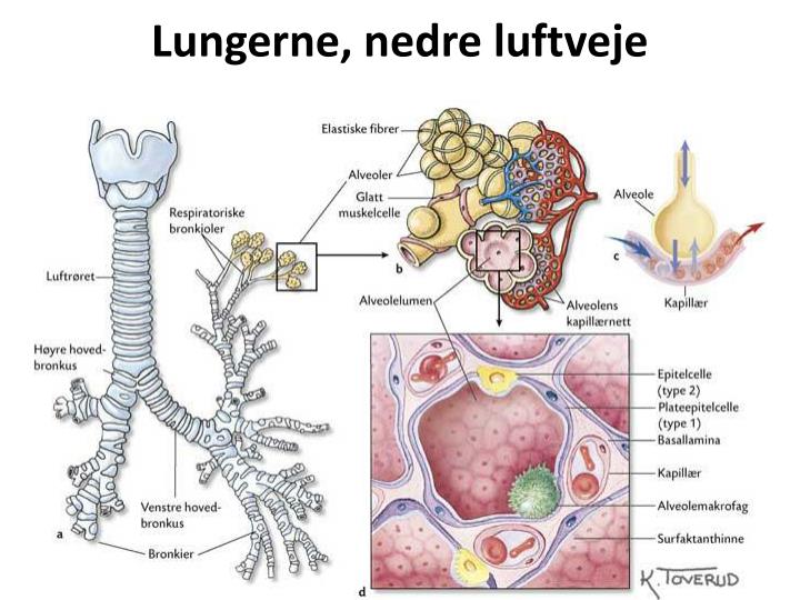 PPT - Respirationsorganernes sygdomme PowerPoint Presentation - ID:2047257