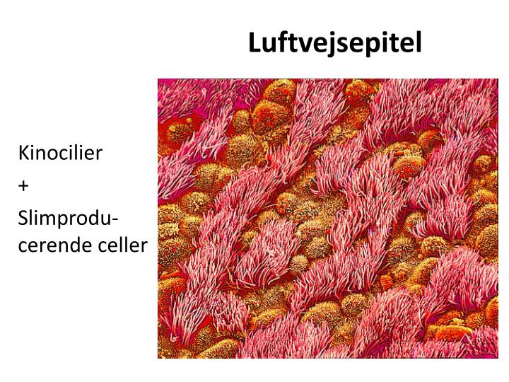 PPT - Lunger og luftveje PowerPoint Presentation - ID:2047261