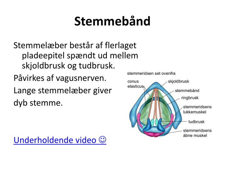 PPT - Lunger og luftveje PowerPoint Presentation - ID:2047261