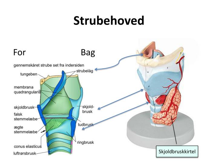 PPT - Lunger og luftveje PowerPoint Presentation - ID:2047261