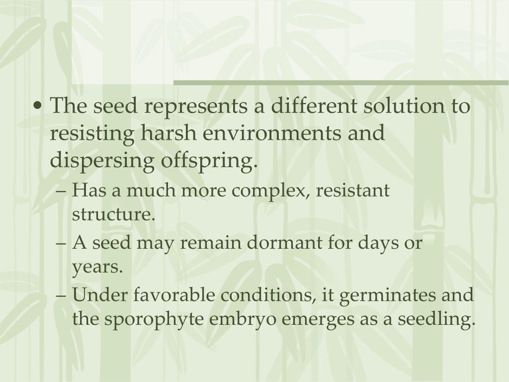 PPT - Plant Diversity II: The Evolution of Seed Plants PowerPoint ...