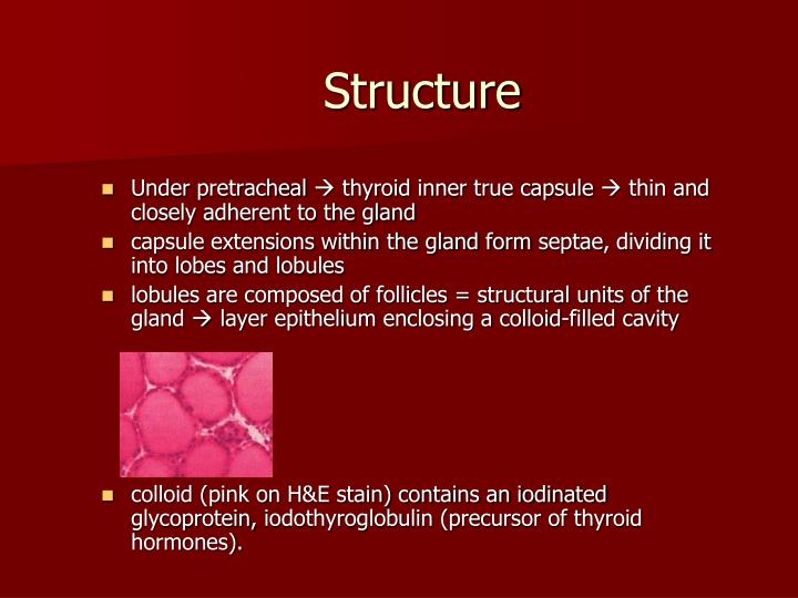 PPT - Thyroid Anatomy PowerPoint Presentation - ID:2047550