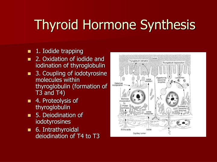 PPT - Thyroid Anatomy PowerPoint Presentation - ID:2047550