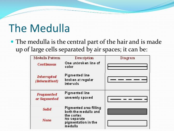PPT - HAIR ANALYSIS PowerPoint Presentation - ID:2047646