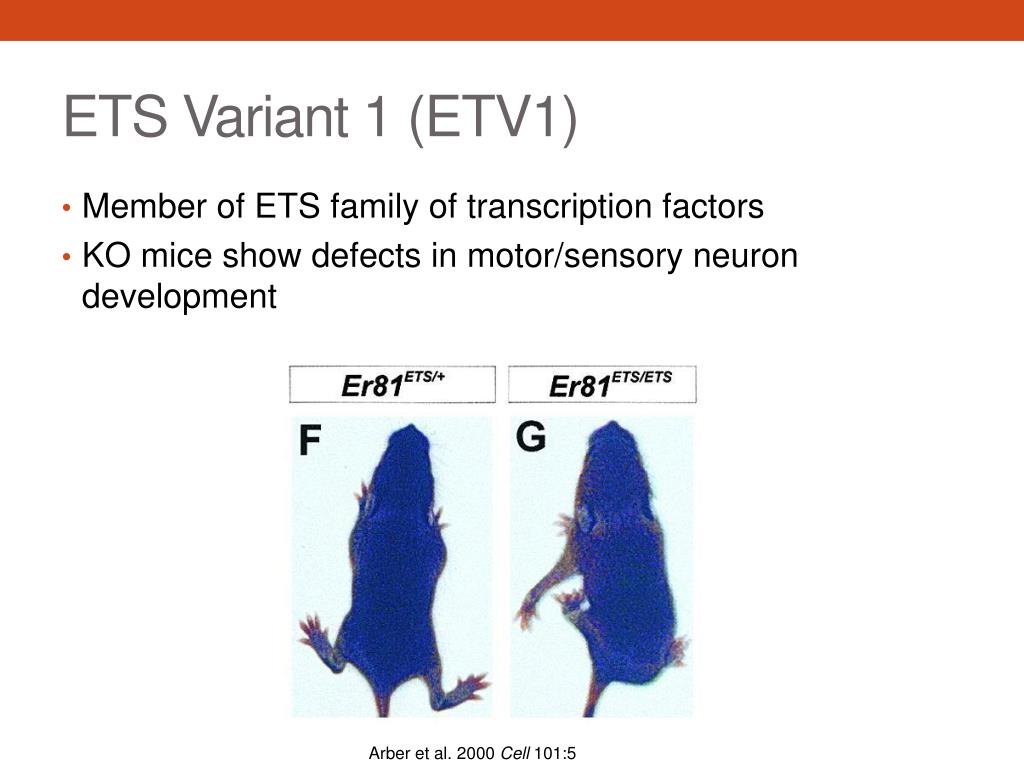 PPT - ETV1 is a lineage survival factor that cooperates with KIT in ...