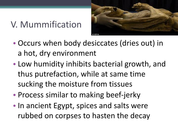 PPT - Time of Death, Decomposition, and Forensic Entomology PowerPoint ...