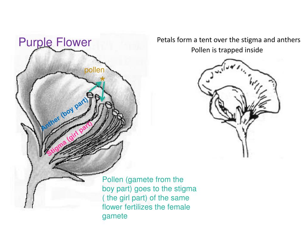 PPT - The History Of Genetics: Gregor Mendel and his Peas PowerPoint ...