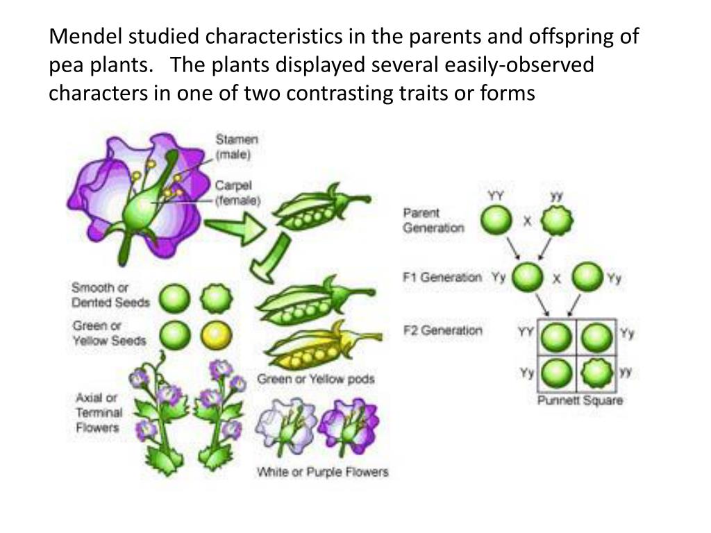 PPT - The History Of Genetics: Gregor Mendel and his Peas PowerPoint ...