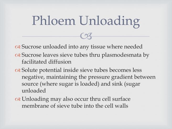PPT - Phloem Tubes PowerPoint Presentation - ID:2048925