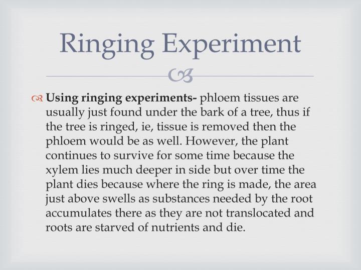 PPT - Phloem Tubes PowerPoint Presentation - ID:2048925