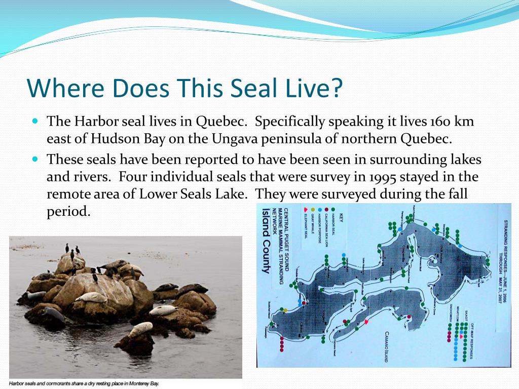 PPT - Harbor Seals Lacs des Loups Marine Subspecies PowerPoint ...