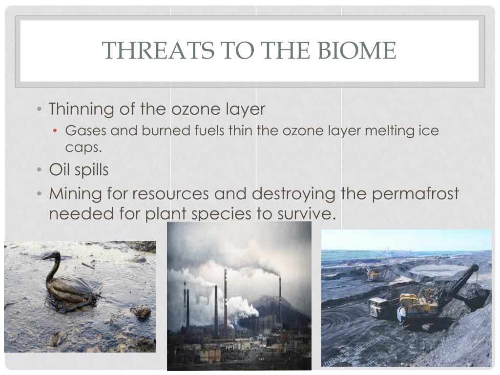 PPT - Tundra PowerPoint Presentation, free download - ID:2049342