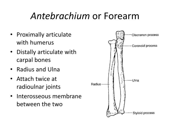 PPT - The Upper Limb aka The Arm PowerPoint Presentation - ID:2049575