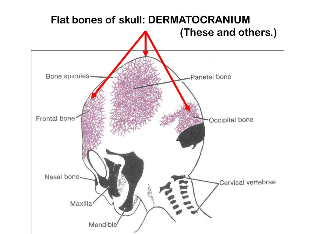 PPT - Biology 323 Human Anatomy for Biology Majors Lecture 16 Dr ...