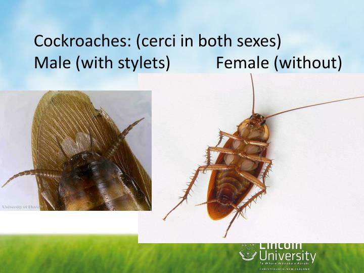 PPT - Living Laboratory PowerPoint Presentation - ID:2050031