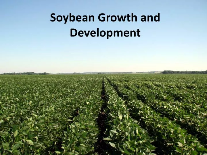 PPT - Soybean Growth and Development PowerPoint Presentation, free ...