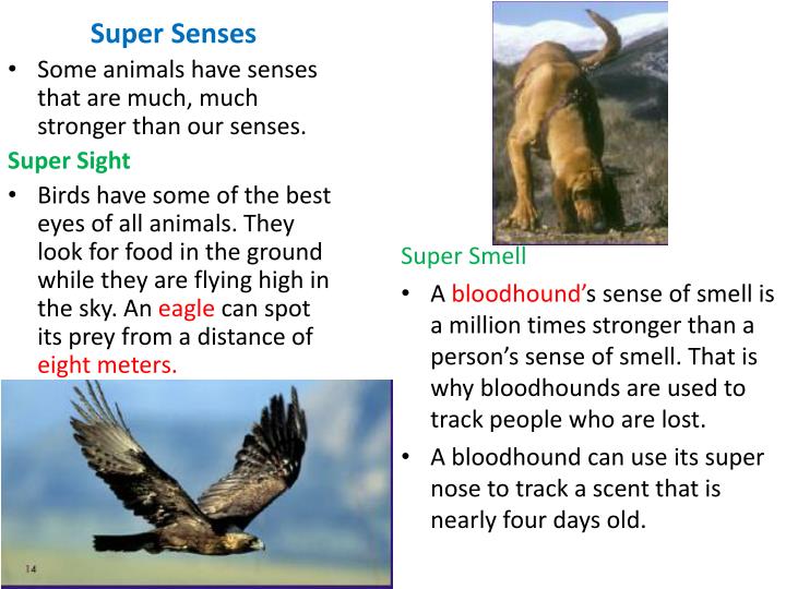 PPT - SUPER SENSES PowerPoint Presentation - ID:2050641
