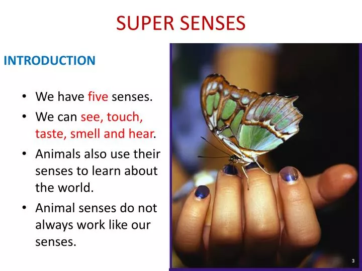PPT - SUPER SENSES PowerPoint Presentation, free download - ID:2050641