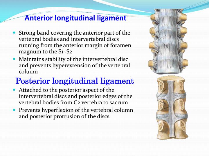 PPT - Arthrology & Joints of Bones of Trunk PowerPoint Presentation ...