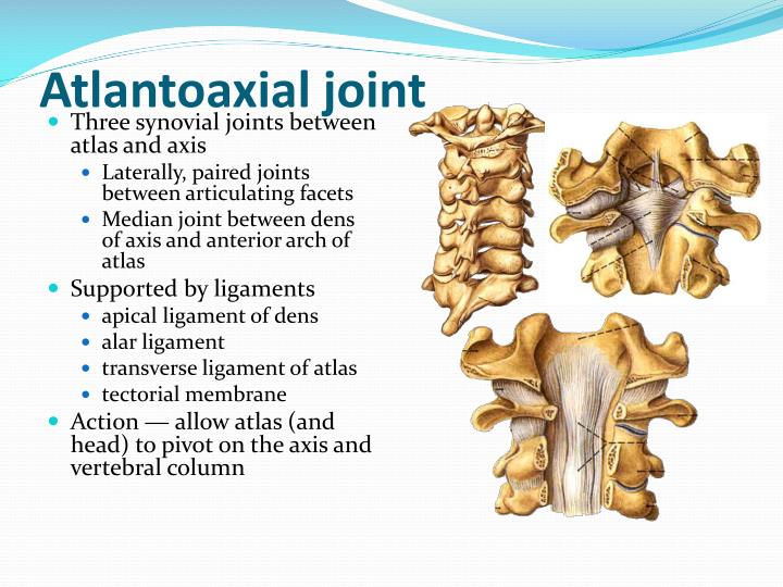 PPT - Arthrology & Joints of Bones of Trunk PowerPoint Presentation ...