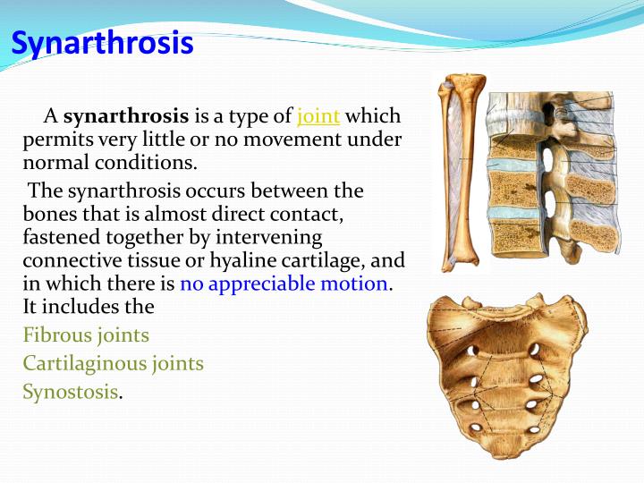 PPT - Arthrology & Joints of Bones of Trunk PowerPoint Presentation ...