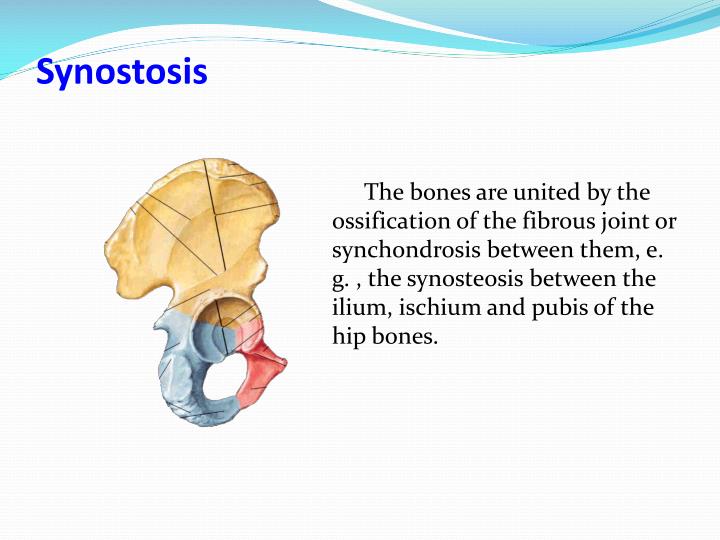 PPT - Arthrology & Joints of Bones of Trunk PowerPoint Presentation ...