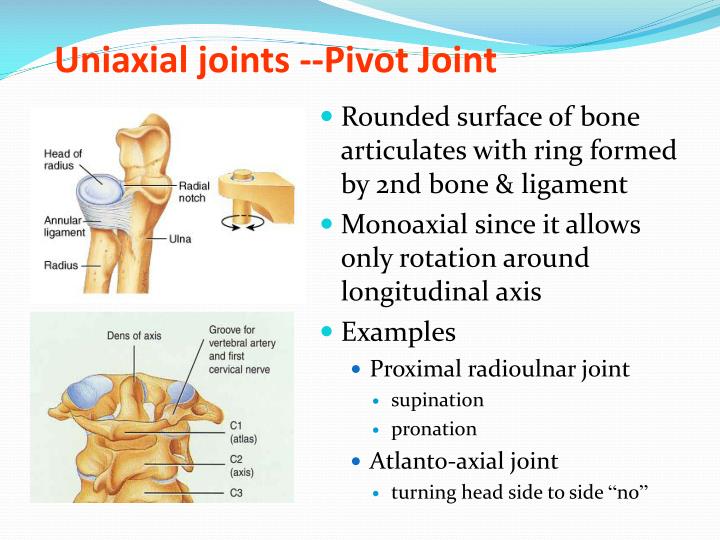 PPT - Arthrology & Joints of Bones of Trunk PowerPoint Presentation ...