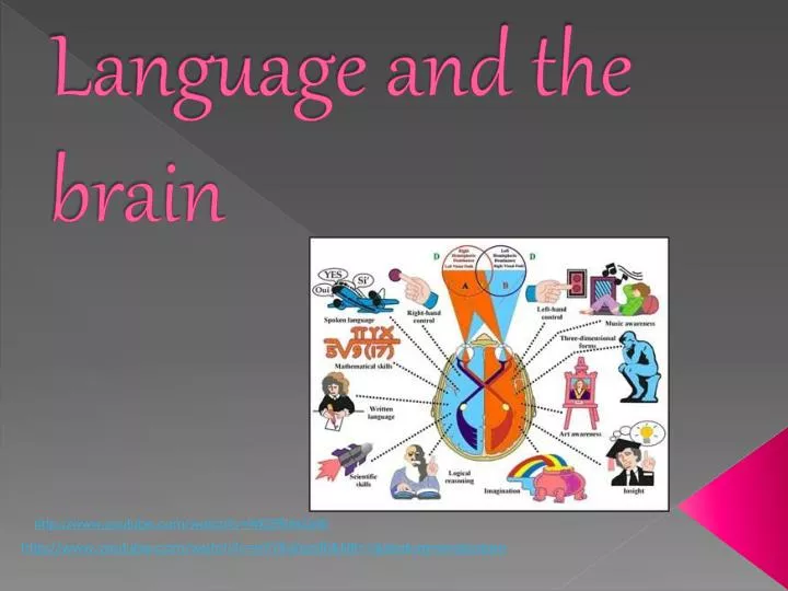 PPT - Language and the brain PowerPoint Presentation, free download ...