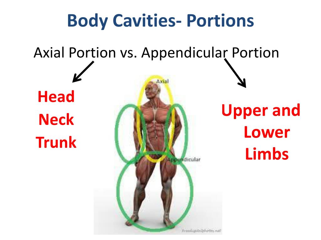 PPT - Organization of the Human Body PowerPoint Presentation, free ...