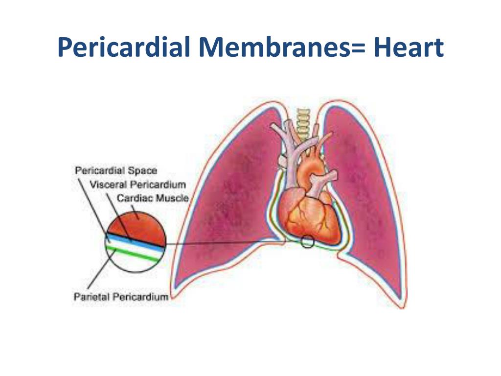 PPT - Organization of the Human Body PowerPoint Presentation, free ...