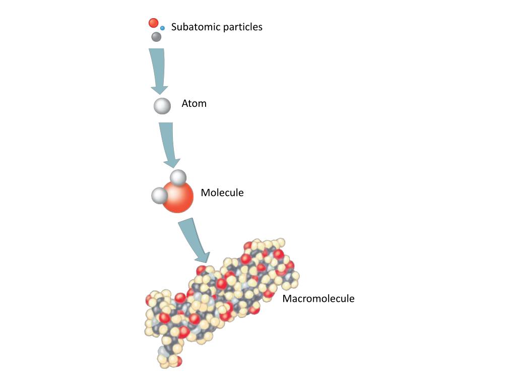 PPT - Organization of the Human Body PowerPoint Presentation, free ...
