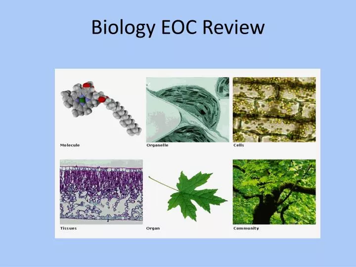 PPT - Biology EOC Review PowerPoint Presentation, free download - ID ...