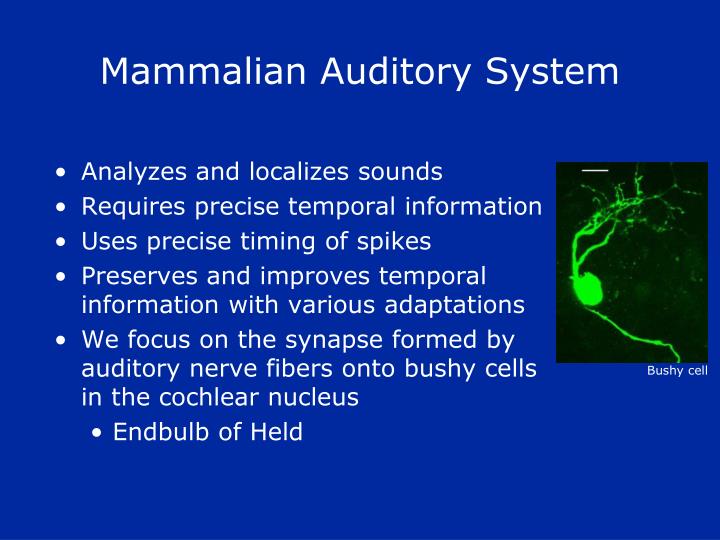 PPT - Neuronal Computation in the Auditory Brainstem PowerPoint ...