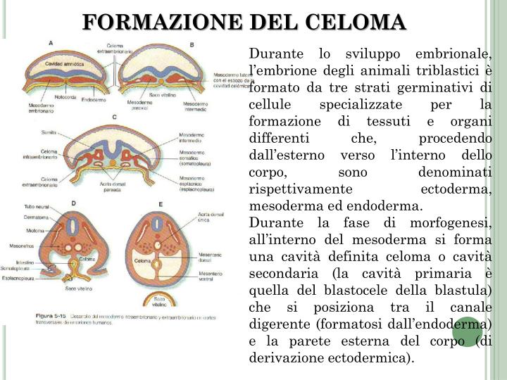 PPT - ANATOMIA ? PowerPoint Presentation - ID:2052143