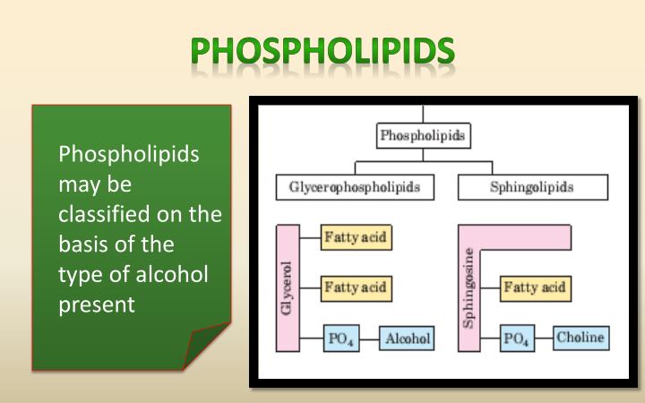 PPT - CHEMISTRY OF LIPIDS PowerPoint Presentation - ID:2052242