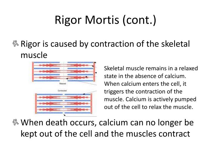 PPT - FORENSIC PATHOLOGY PowerPoint Presentation - ID:2052267