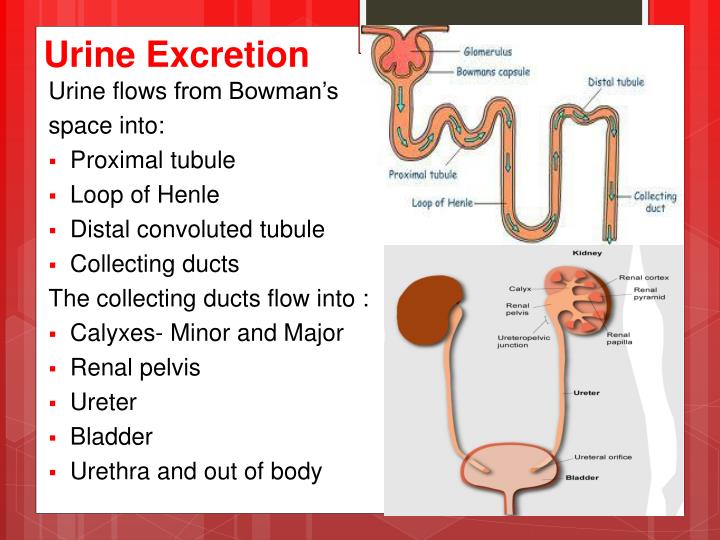 PPT - The Excretory System PowerPoint Presentation - ID:2052538