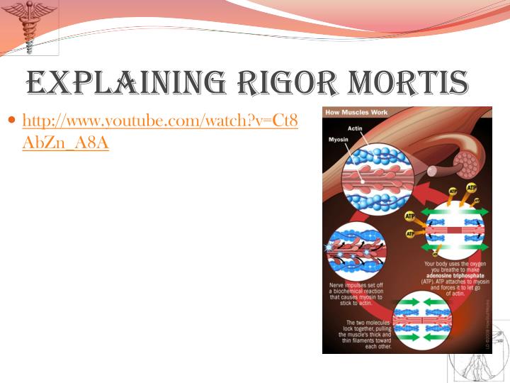 PPT - Why is a Forensic Autopsy preformed? PowerPoint Presentation - ID ...