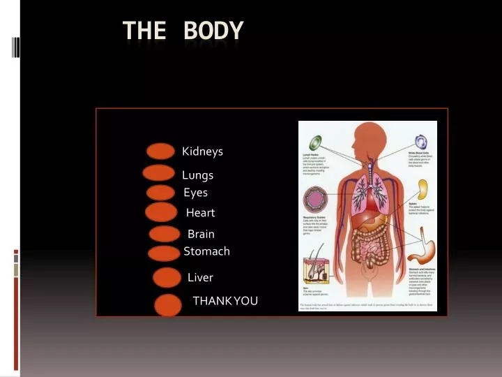 PPT - The Body PowerPoint Presentation, free download - ID:2053044