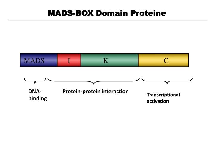 PPT - Protein-Interaktionsanalysen mittels Yeast - Two -Hybrid Assay ...