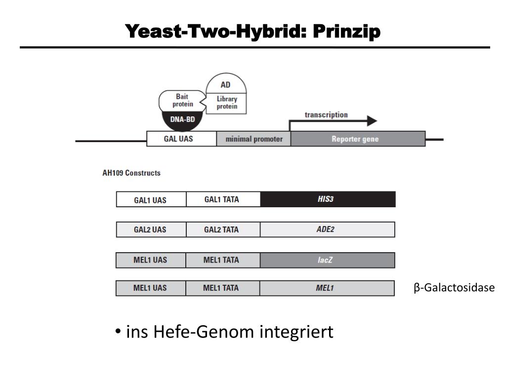 PPT - Protein-Interaktionsanalysen mittels Yeast - Two -Hybrid Assay ...